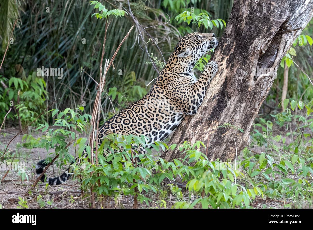 Jaguar, female, claw sharpening, Pantanal, Miranda, Mato Grosso do Sul, Brazil Stock Photo - Alamy