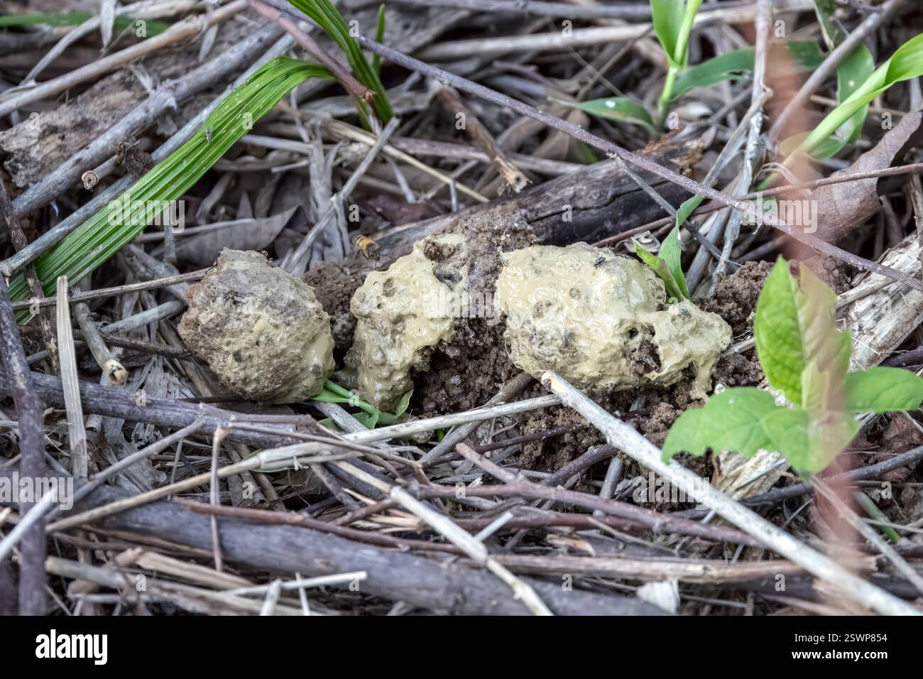 Jaguar faeces hi-res stock photography and images - Alamy