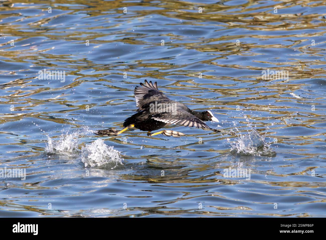 The image showcases a detailed view of a coot as it runs and splashes ...