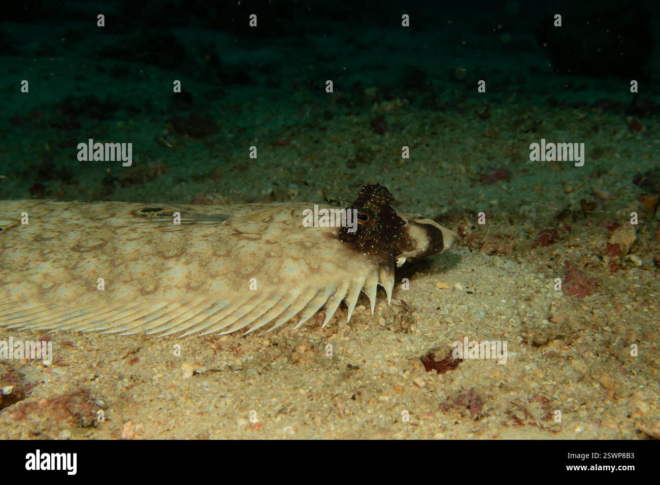 A Philippine Flounder, this flatfish an change color and texture to ...