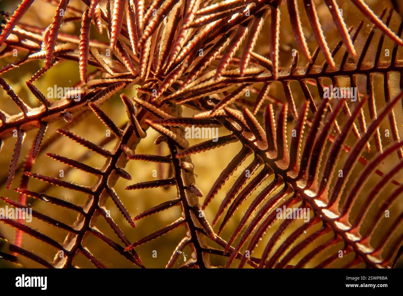 A beautiful pattern under the water formed by species of Sertulariidae ...