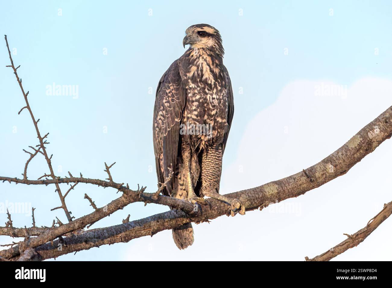 Great Black Hawk, juvenile, Miranda, Pantanal, Mato Grosso do Sul ...