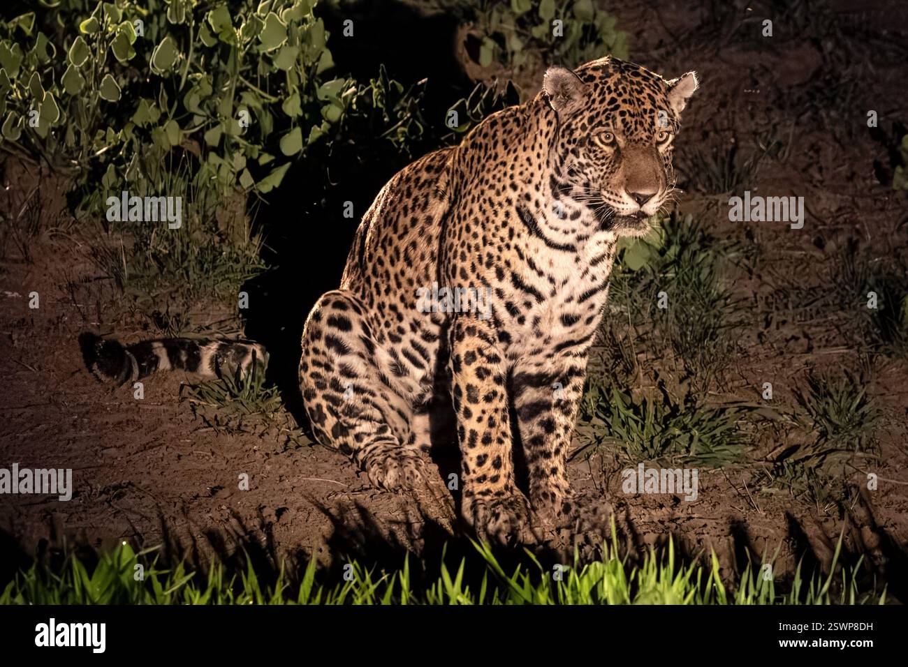 Jaguar, female, hunting at night, Miranda, Pantanal, Mato Grosso do Sul ...