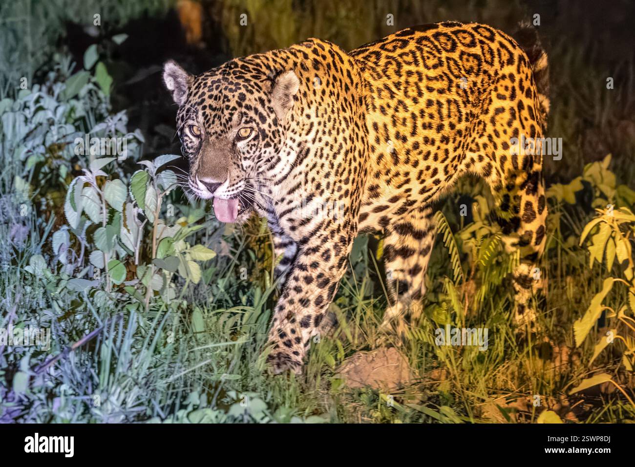 Jaguar, female, hunting at night, Miranda, Pantanal, Mato Grosso do Sul ...