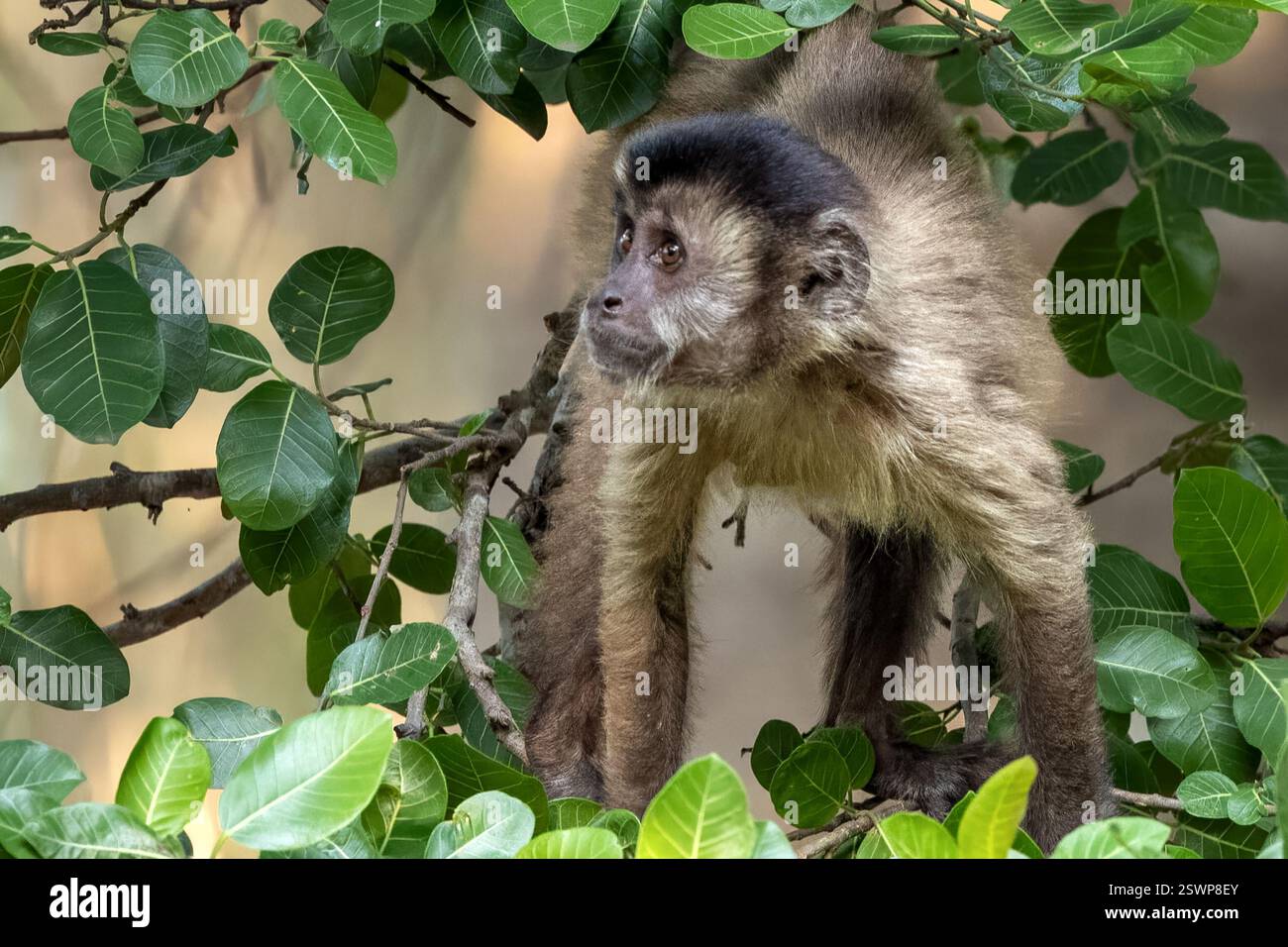 Black Capuchin monkey, Miranda, Pantanal, Mato Grosso do Sul, Brazil ...
