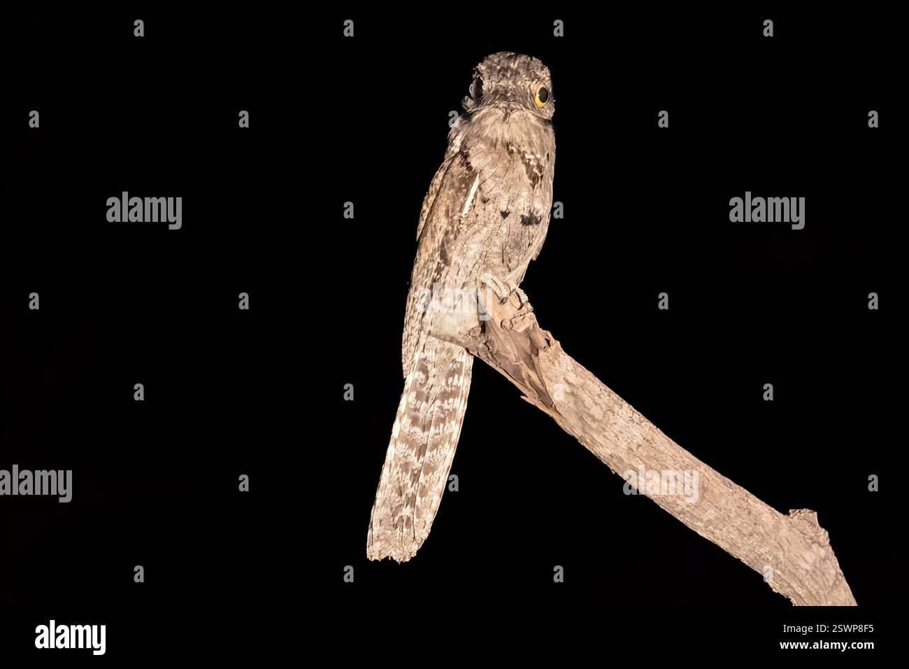 Common Potoo, Miranda, Pantanal, Mato Grosso do Sul, Brazil Stock Photo ...