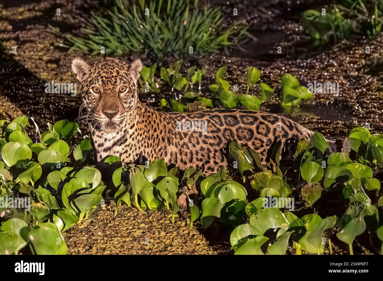 Jaguar, female, hunting at night, in water, Miranda, Pantanal, Mato ...