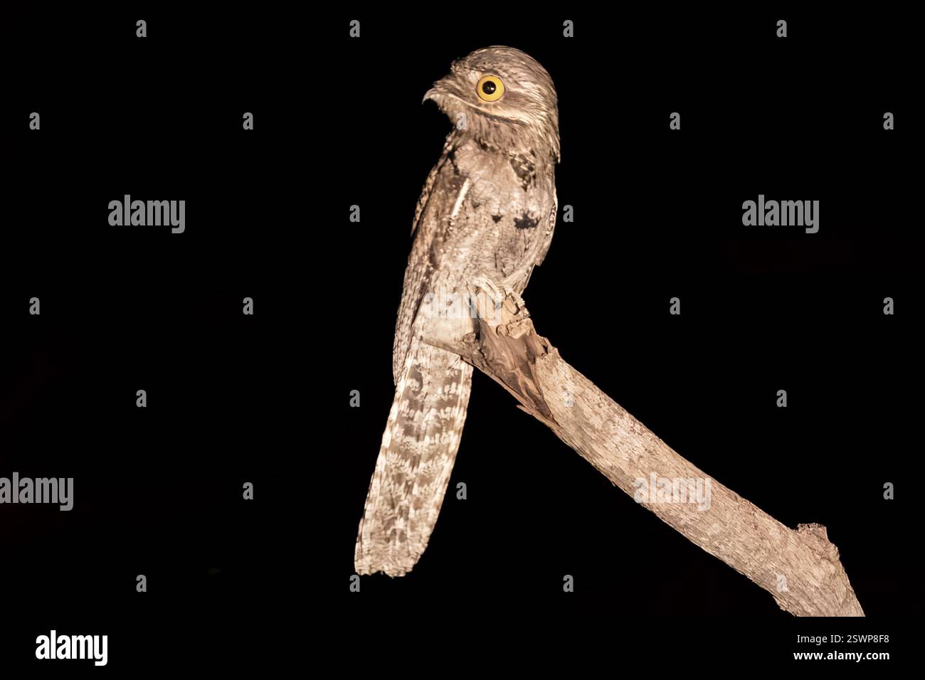 Common Potoo, Miranda, Pantanal, Mato Grosso do Sul, Brazil Stock Photo ...