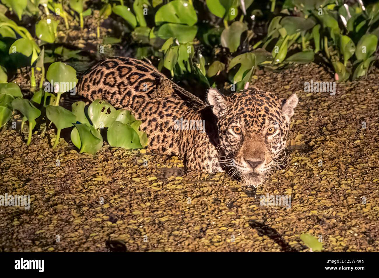 Jaguar, female, hunting at night, in water, Miranda, Pantanal, Mato ...