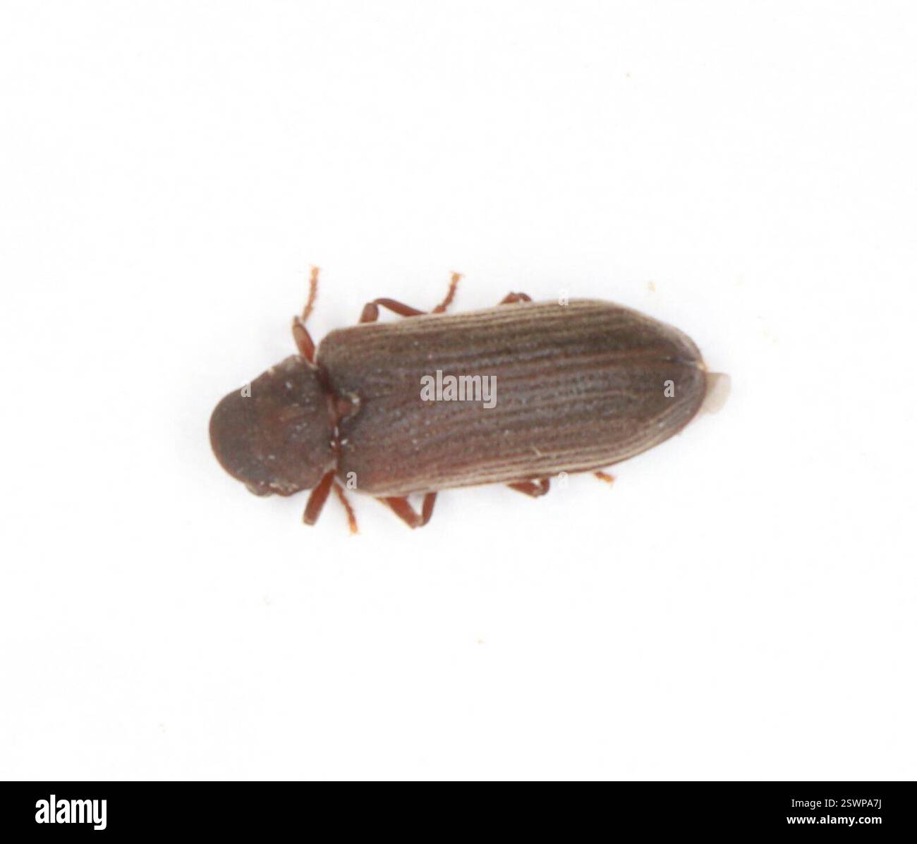 Eastern Deathwatch Beetle (Hemicoelus carinatus), Insecta, Thunder Bay ...