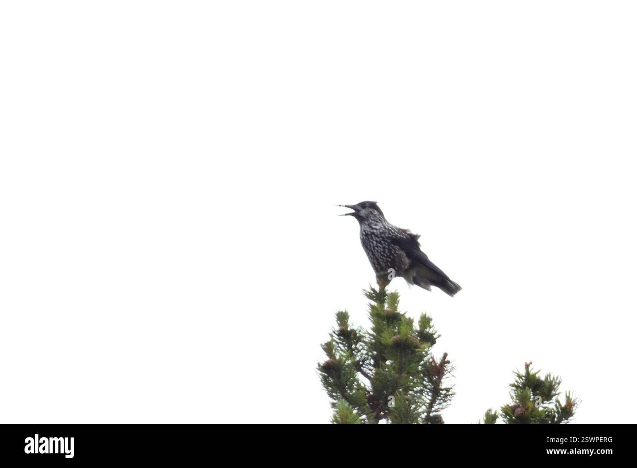 Northern nutcracker nucifraga caryocatactes Cut Out Stock Images ...
