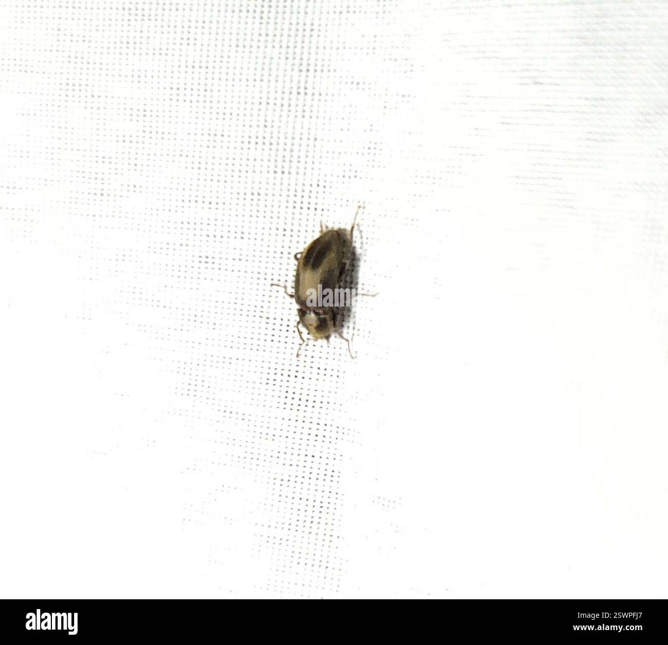 Contrasted Long-toed Water Beetle (Helichus lithophilus), Insecta ...