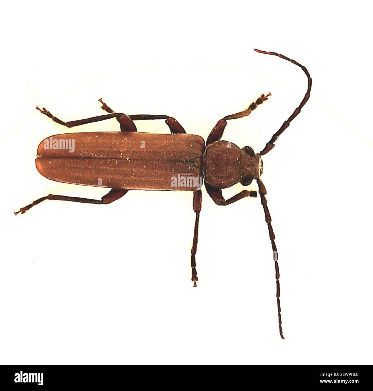 Rust Pine Borer (Arhopalus rusticus), Insecta, Parainen, Suomi Stock ...