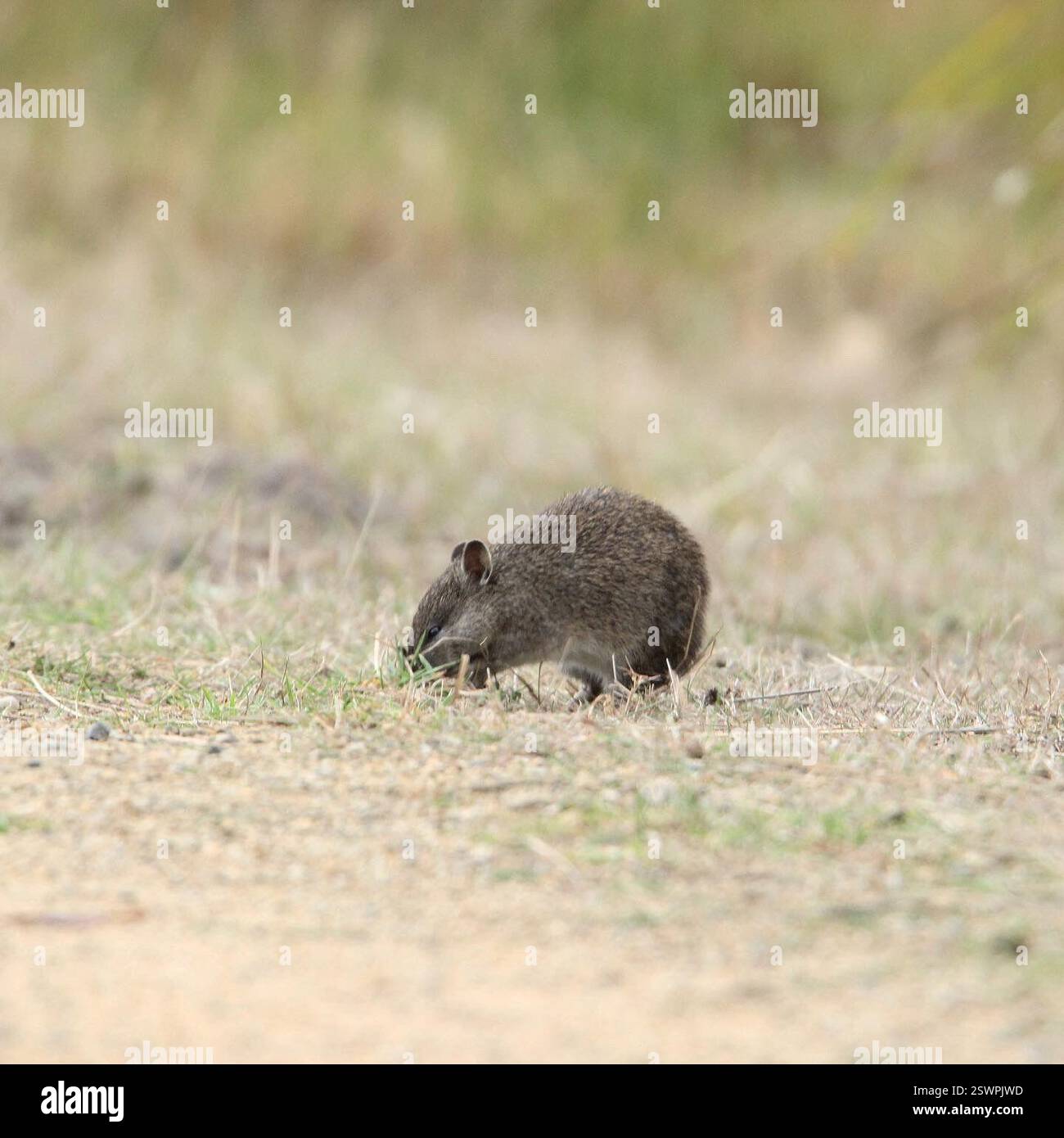 Southern Brown Bandicoot (Isoodon obesulus), Mammalia, Tasmania ...