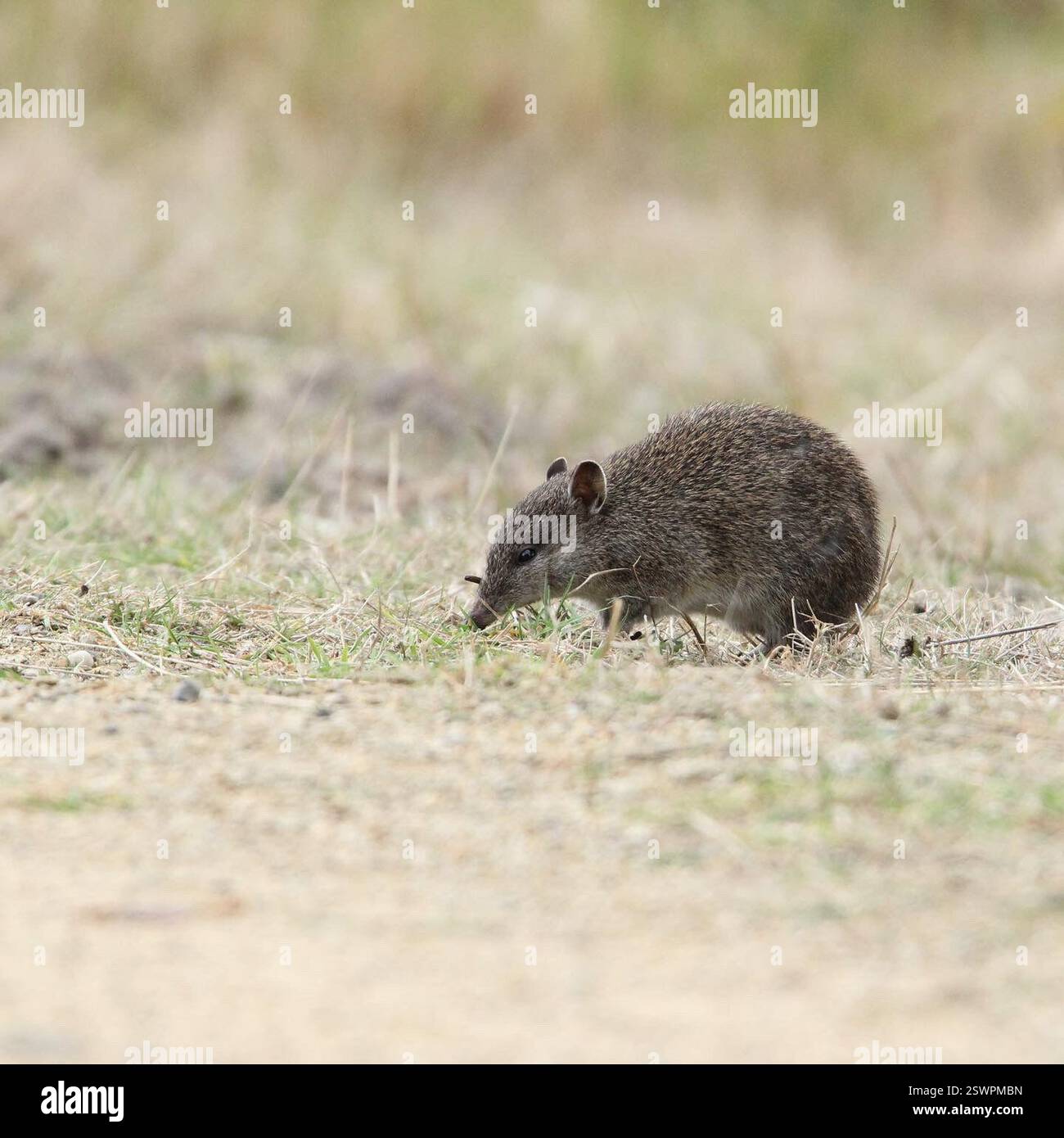 Southern Brown Bandicoot (Isoodon obesulus), Mammalia, Tasmania ...