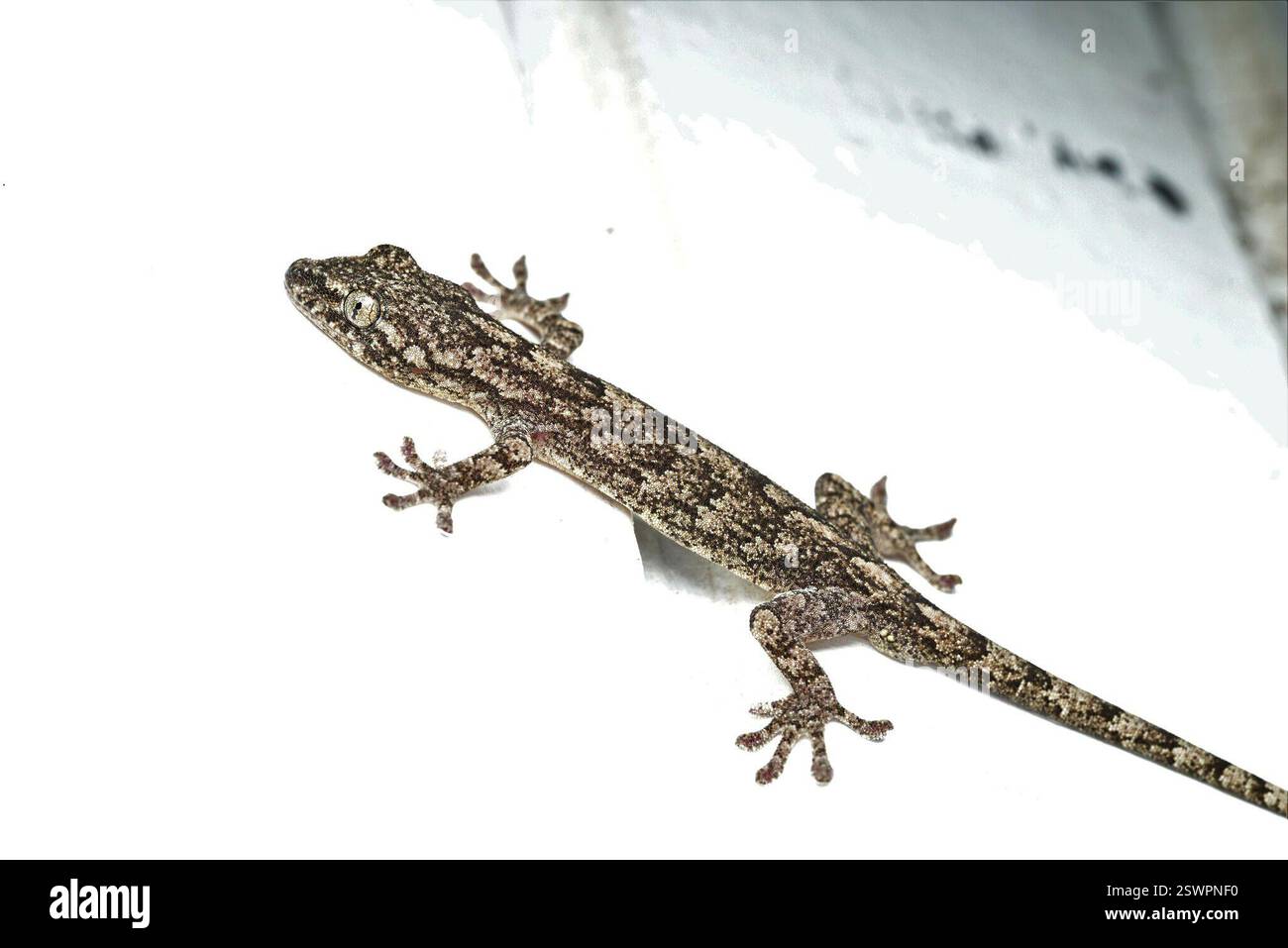 Japanese Giant Gecko (Gekko japonicus), Reptilia, 中国浙江省杭州市西湖区 Stock ...