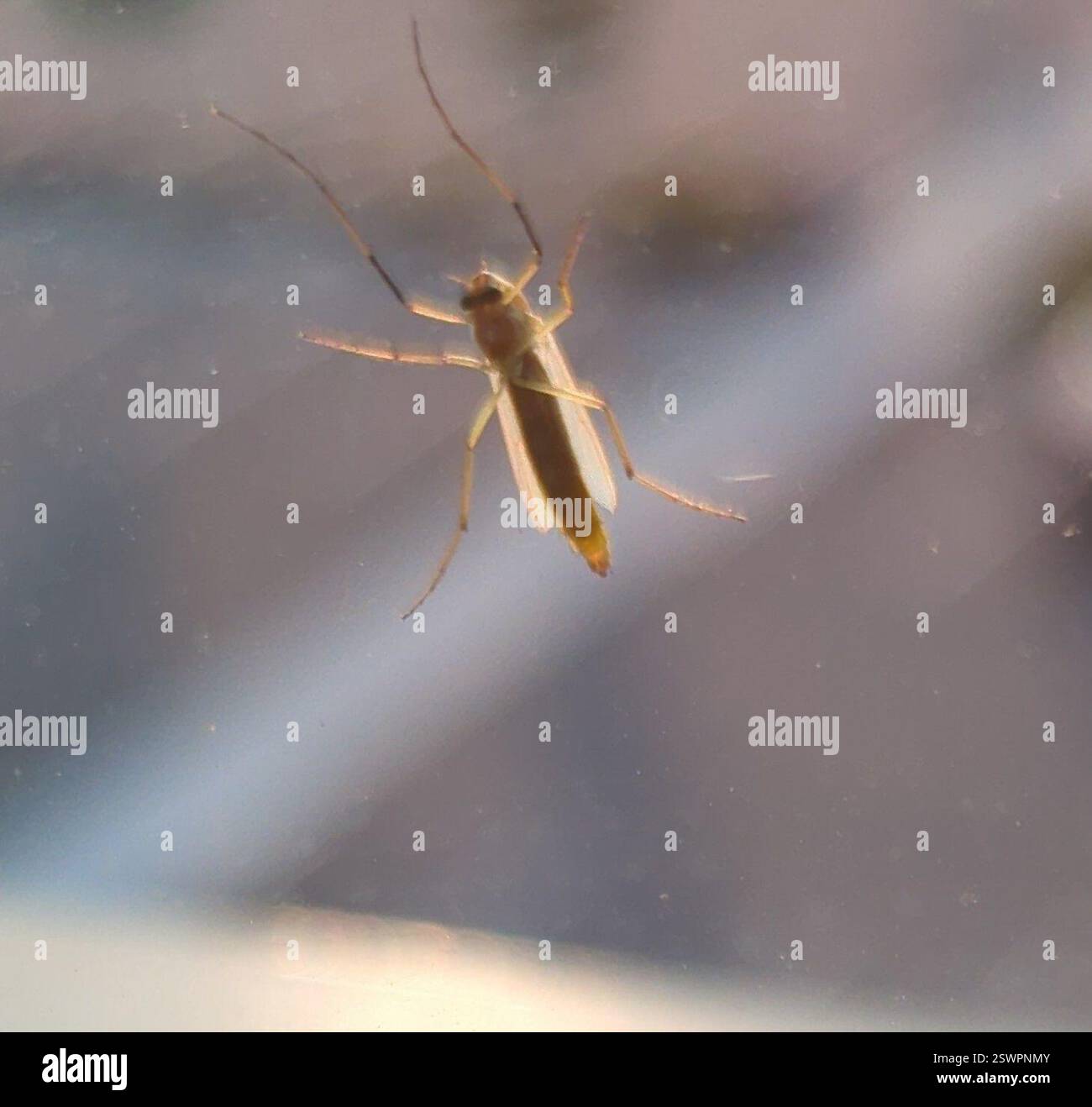 (Axarus festivus), Insecta, Uptown District, Greenville, NC, USA Stock ...