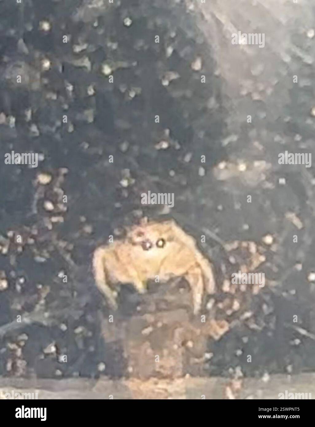 Typical Jumping Spiders (Salticinae), Arachnida, Clark County, US-NV ...