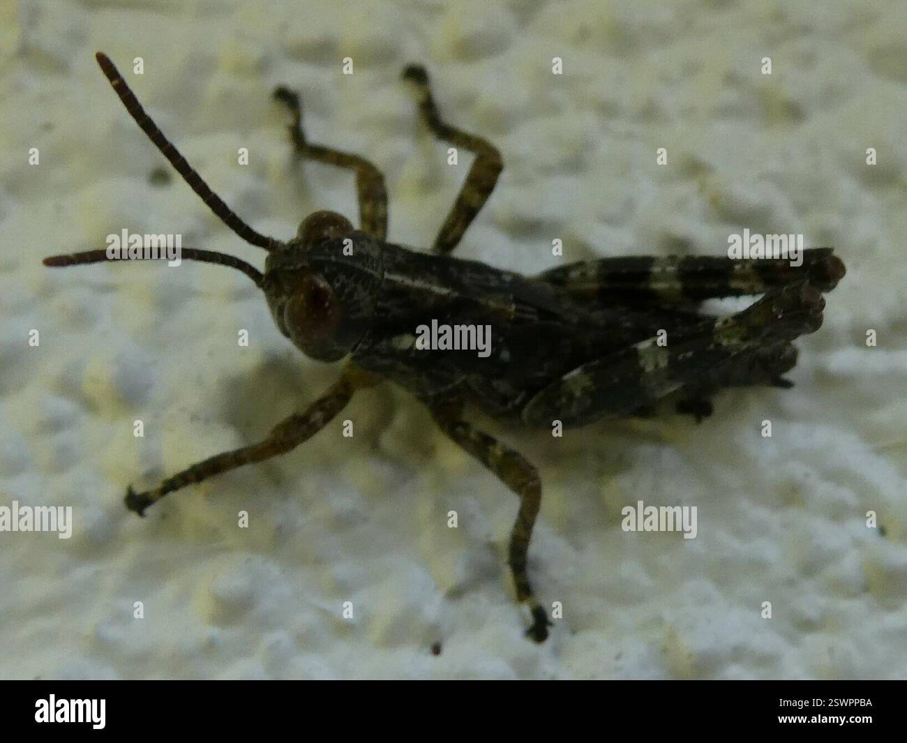 Pine tree Spur-throat Grasshopper (Melanoplus punctulatus), Insecta ...