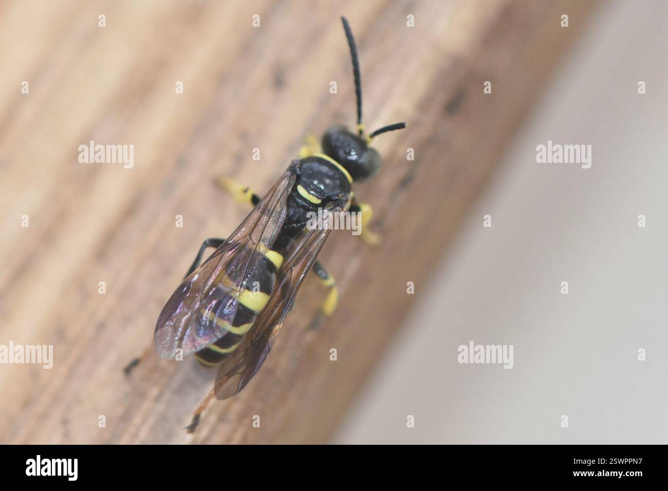 (Gorytes), Insecta, Kootenay Boundary, BC, Canada Stock Photo - Alamy