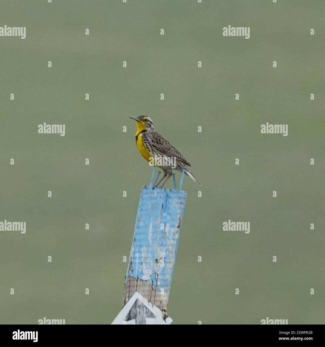 Western Meadowlark (Sturnella neglecta), Aves, Wallowa, Oregon, United ...