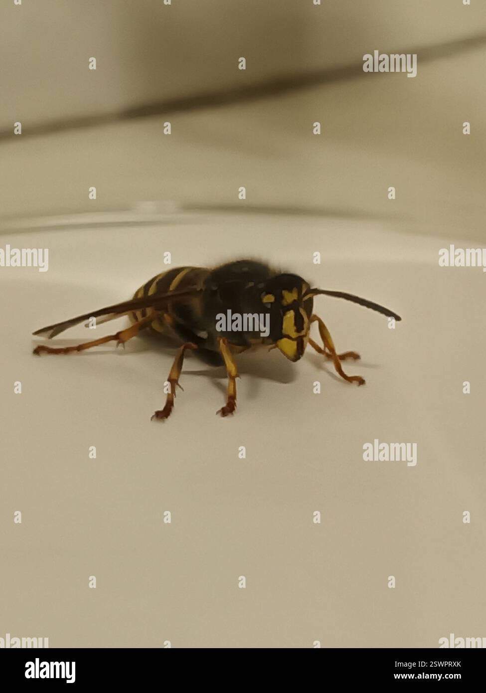 Median Wasp (Dolichovespula media), Insecta, Cambridge, UK Stock Photo ...