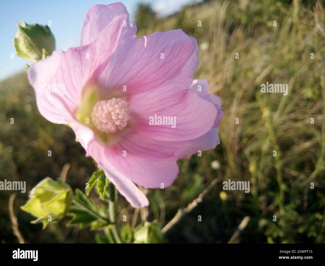 Eastern Tree-mallow (Malva thuringiaca), Plantae, Верхнеднепровский ...