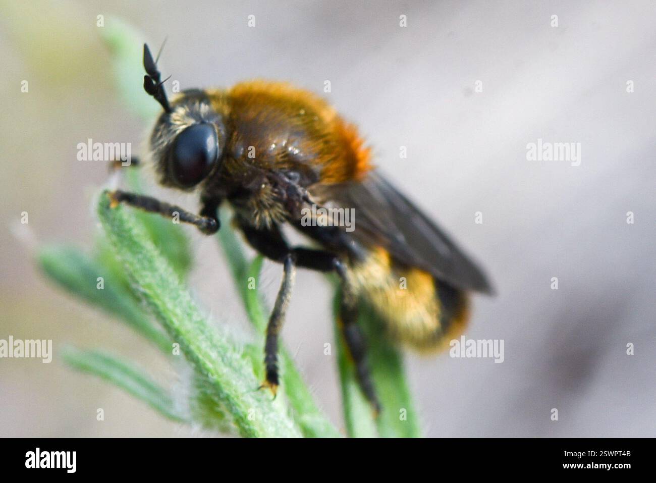 Greater Ant Fly (Microdon manitobensis), Insecta, Okanagan-Similkameen ...