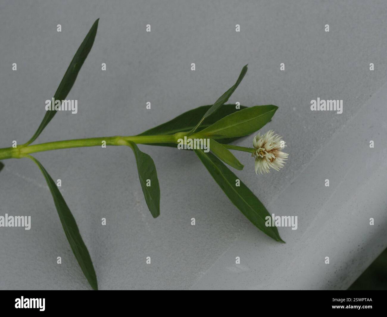 Alligatorweed (Alternanthera philoxeroides), Plantae, Belle Haven, VA ...