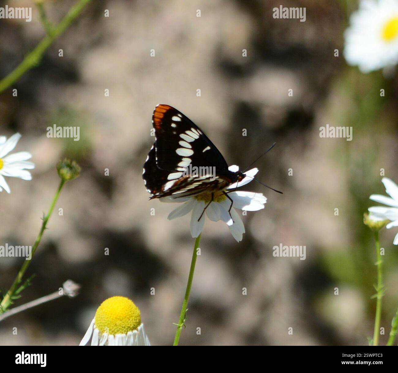 Lorquin's Admiral (Limenitis lorquini), Insecta, Okanagan-Similkameen ...
