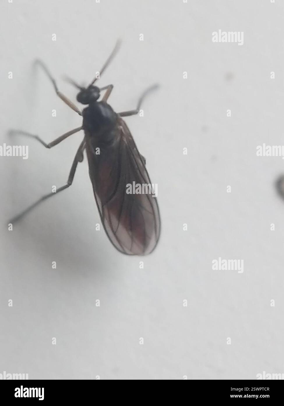 Dark-winged Fungus Gnats (Sciaridae), Insecta, Union Hall, VA, USA ...