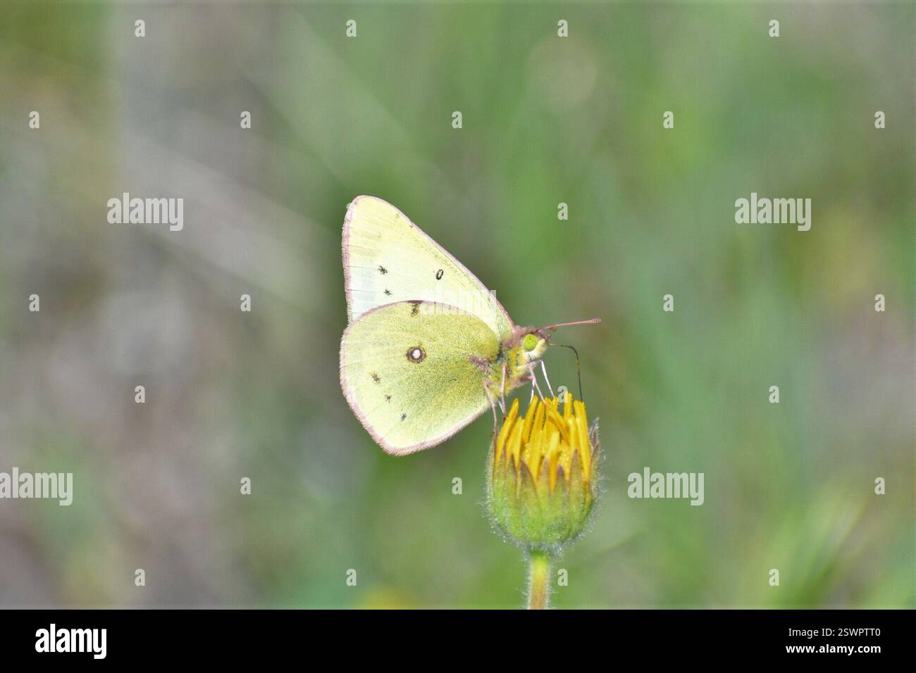 Clouded Yellows (Colias), Insecta, Okanagan-Similkameen, BC, Canada ...
