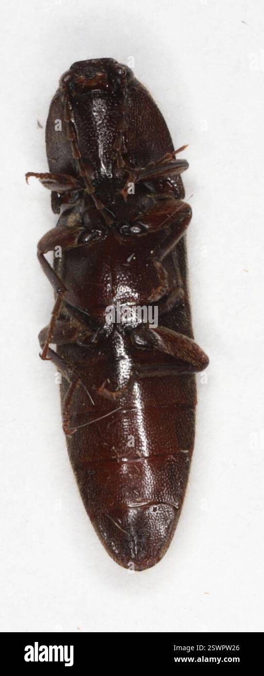 Neebing river hi-res stock photography and images - Alamy