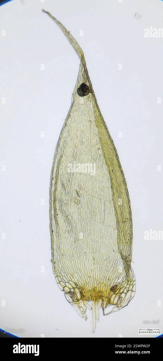 Bark Signal-moss (Sematophyllum substrumulosum), Plantae, A Coruña ...