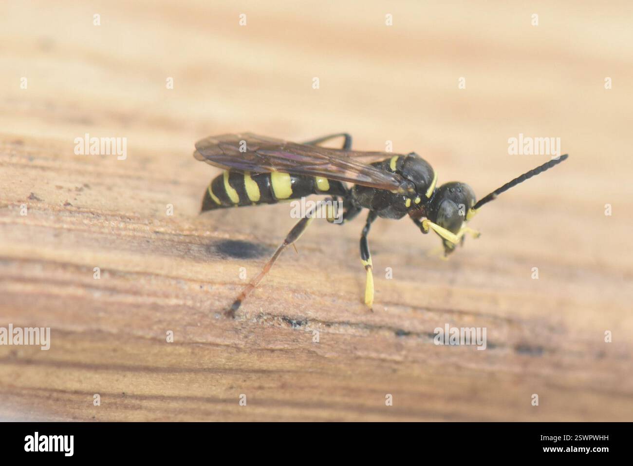 (Gorytes), Insecta, Kootenay Boundary, BC, Canada Stock Photo - Alamy