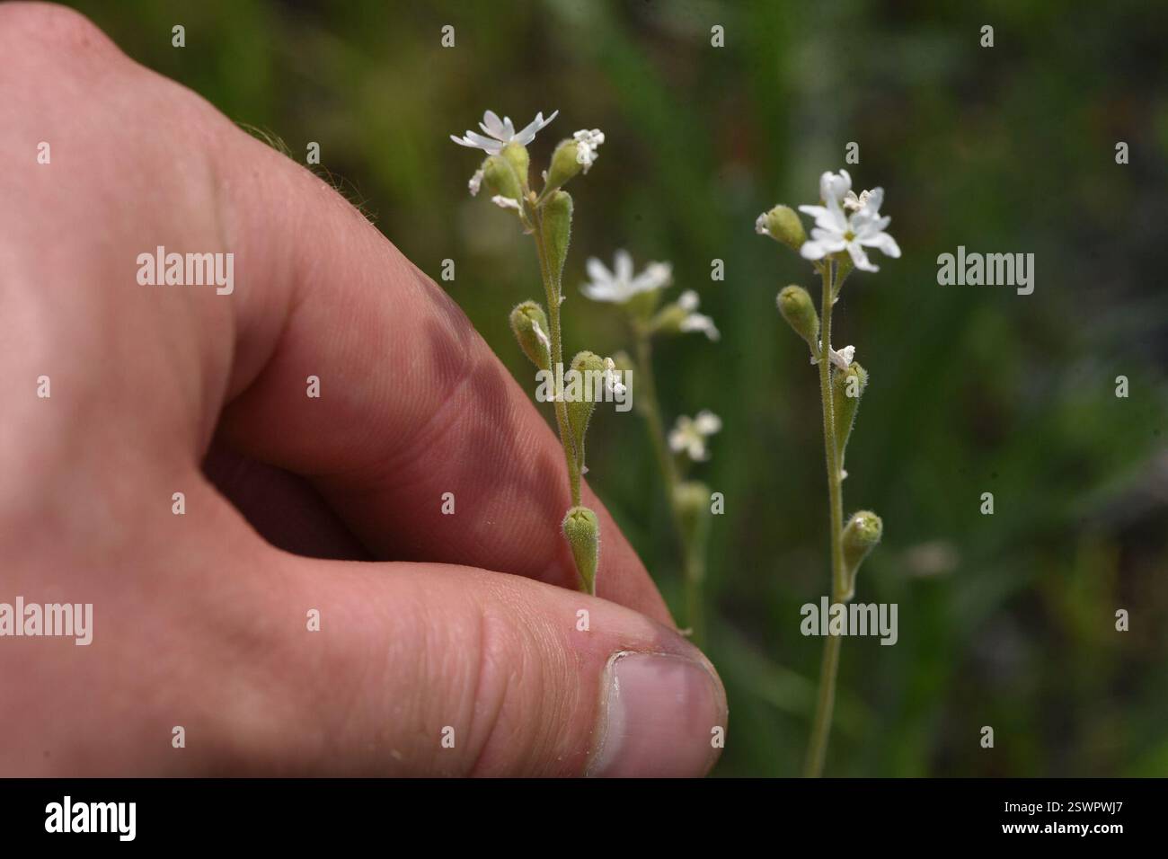 smallflower woodland star (Lithophragma parviflorum), Plantae, Okanagan ...