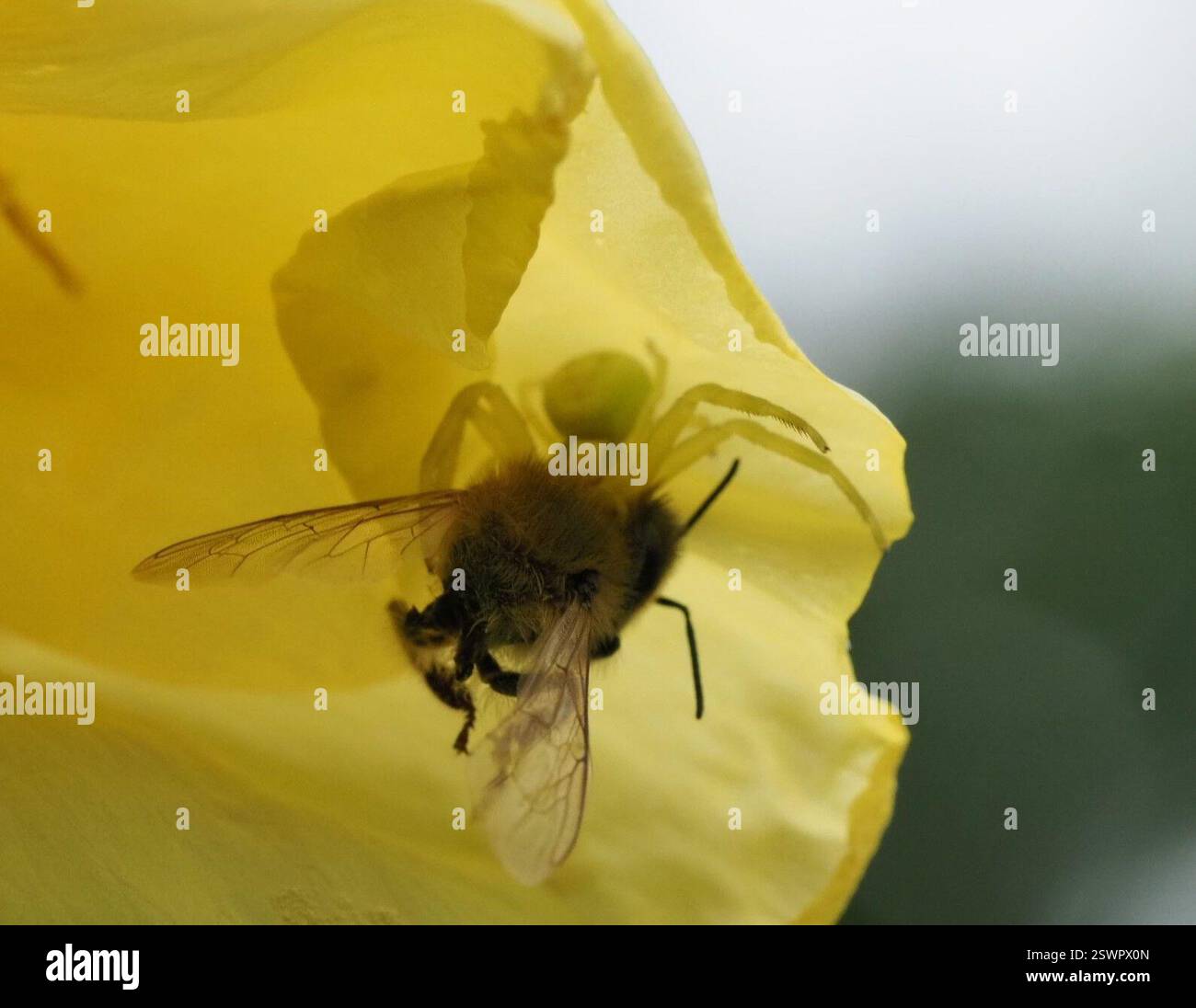Goldenrod Crab Spider (Misumena vatia), Arachnida, An den Lichtwiesen ...