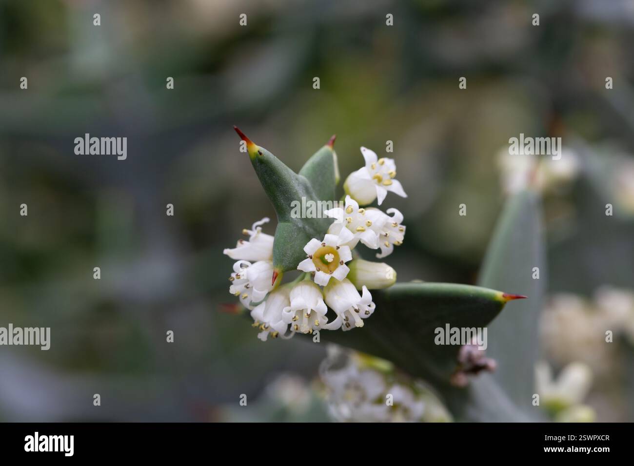 Colletia cruciform (Cruciata gillies and hook) close-up. a shrub with ...