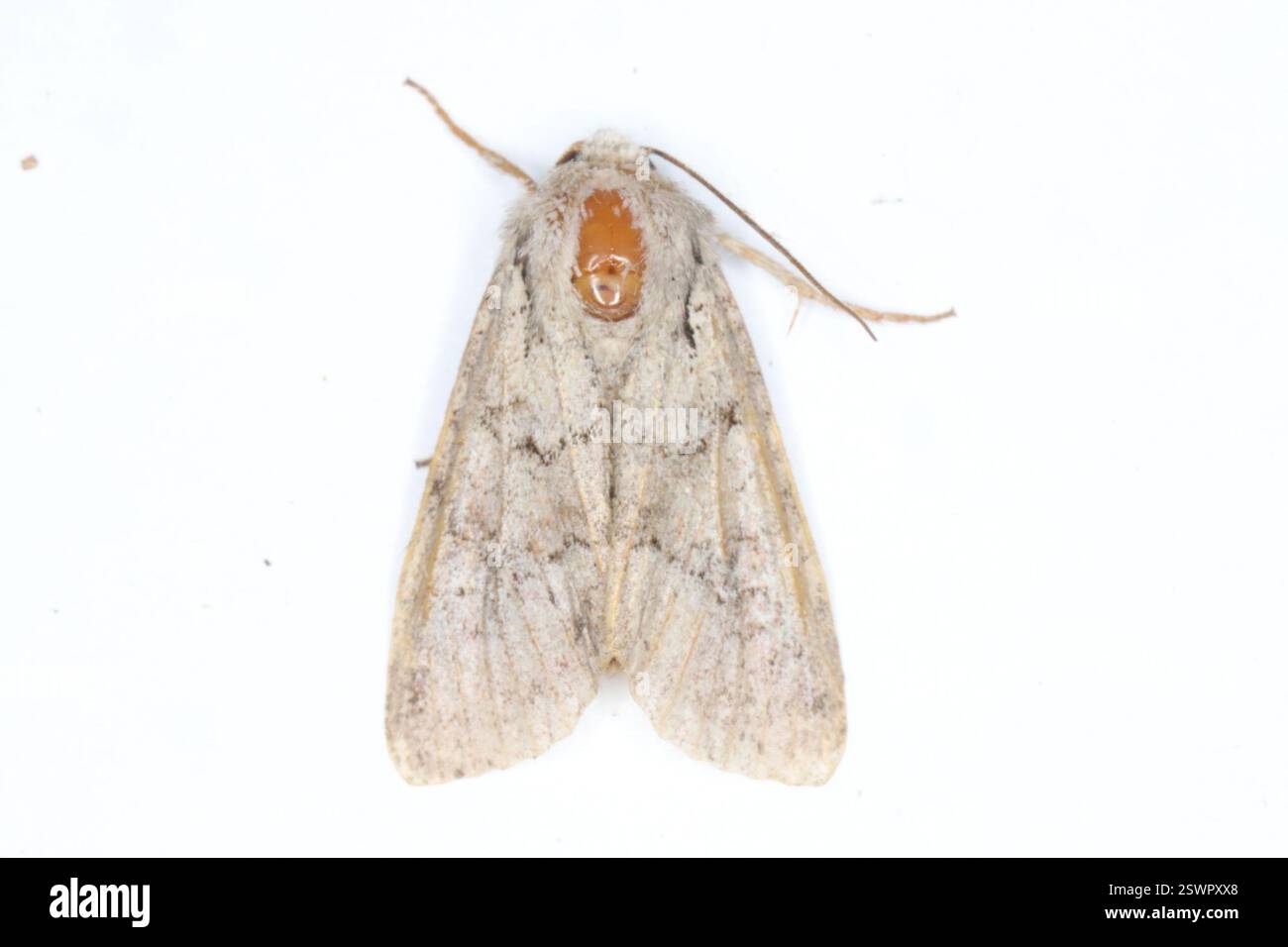 Owlet Moths and Allies (Noctuoidea), Insecta, Thunder Bay, ON, Canada ...