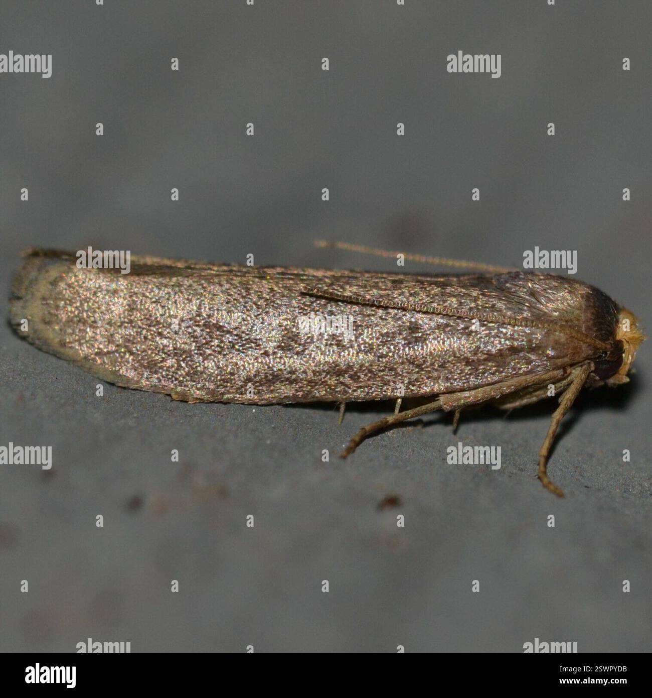 Lesser Wax Moth (Achroia grisella), Insecta, Hawaii County, US-HI, US ...