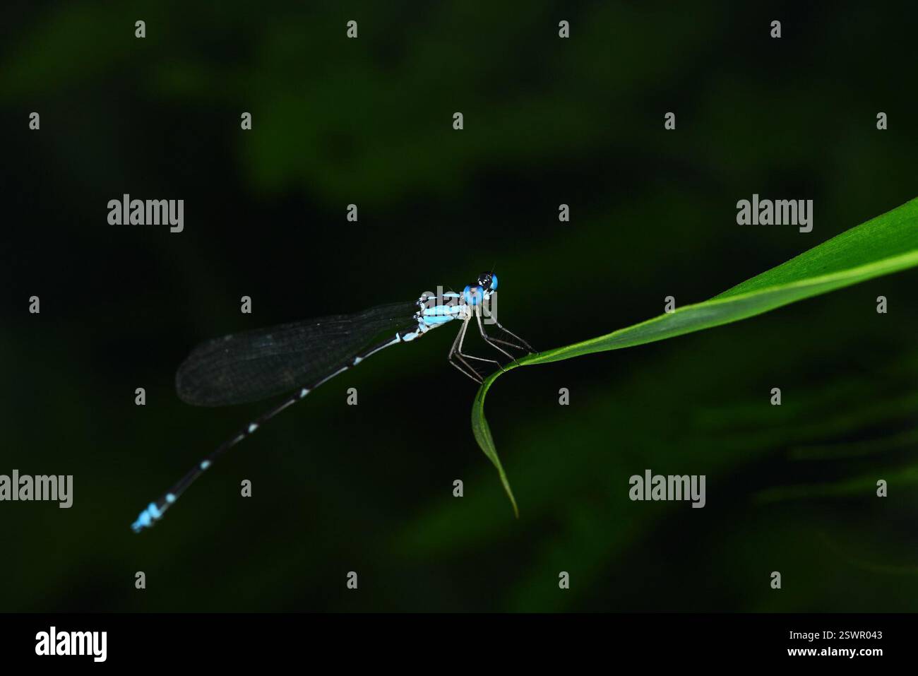 Blue Forest Damsel (Coeliccia cyanomelas), Insecta, 中国浙江省杭州市西湖区 Stock ...
