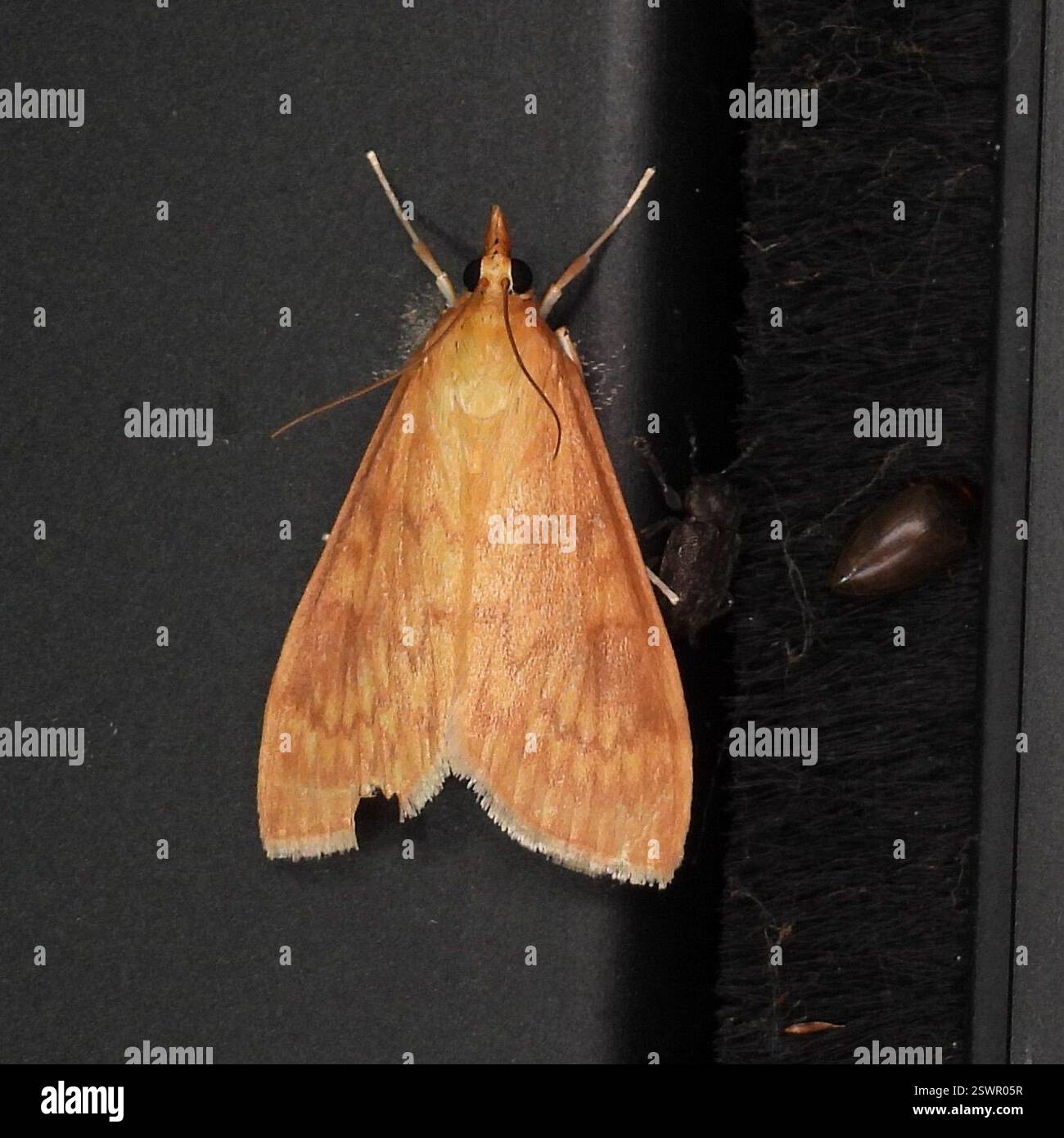 American Lotus Borer Moth (Ostrinia penitalis), Insecta, Kaufman County ...