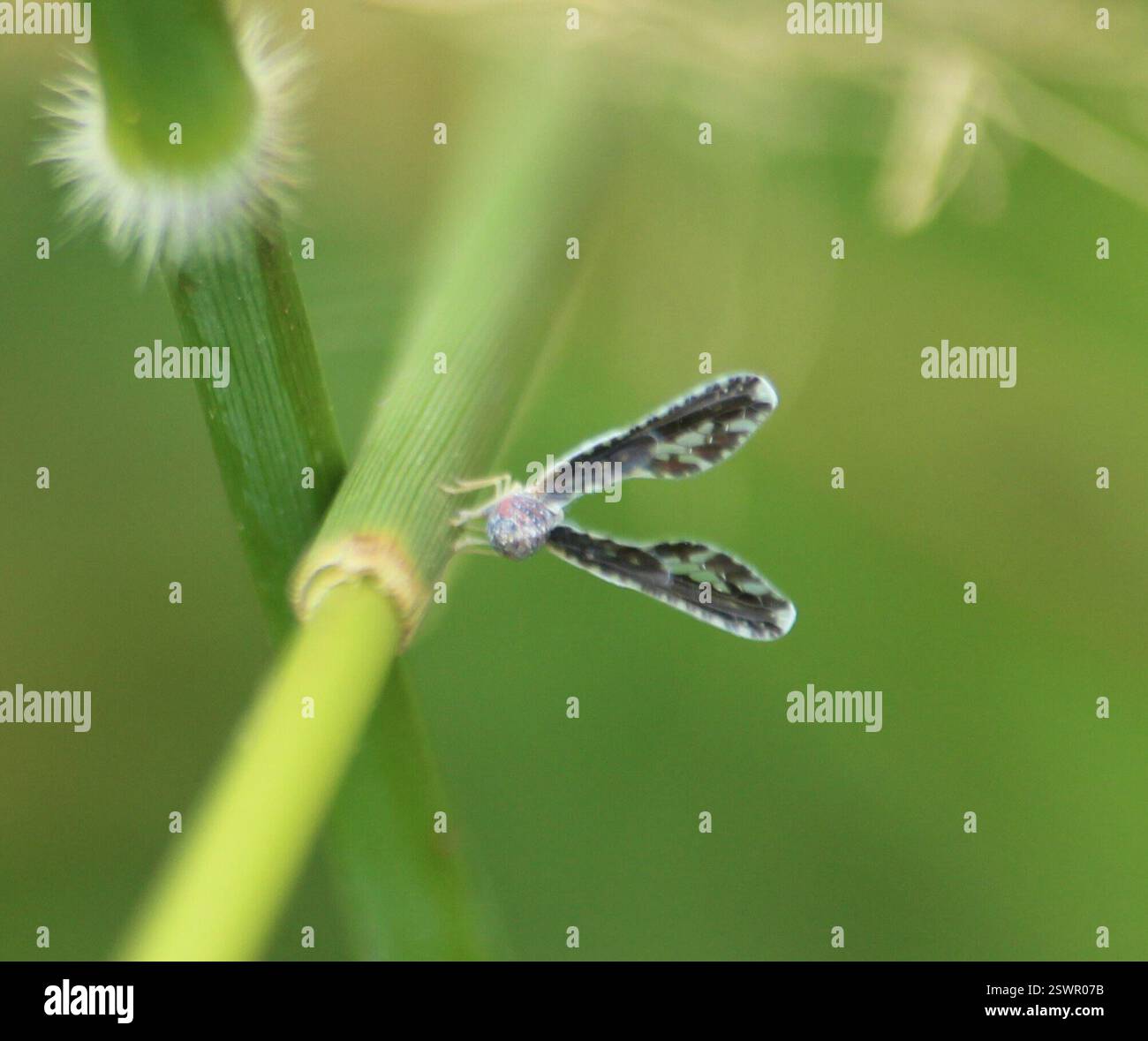 (Proutista moesta), Insecta, Kengeri Satellite Town, Bengaluru ...