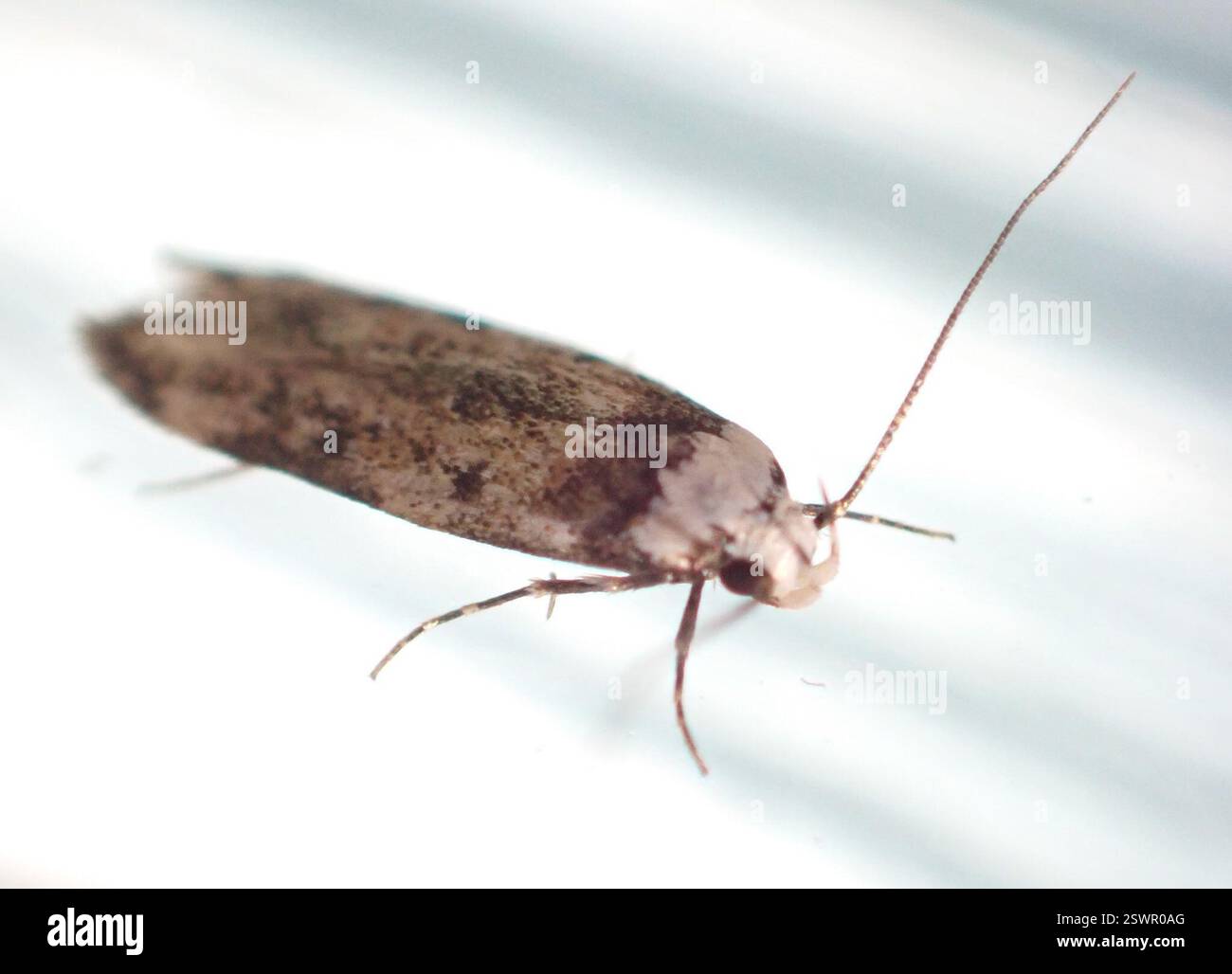 White-shouldered House Moth (Endrosis sarcitrella), Insecta ...