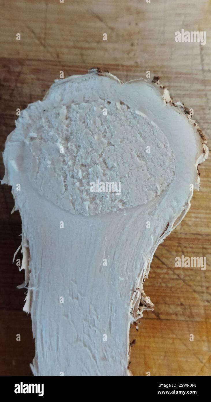 (Phellorinia herculeana), Fungi, Travelling Tortoise, De Rust, South ...