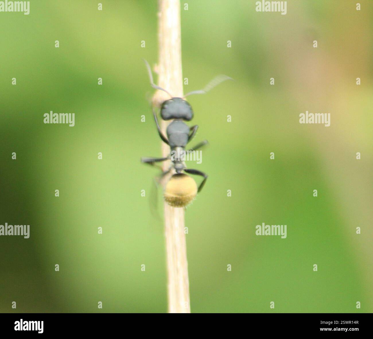 Silky Sugar ant (Camponotus sericeus), Insecta, Kengeri Satellite Town ...
