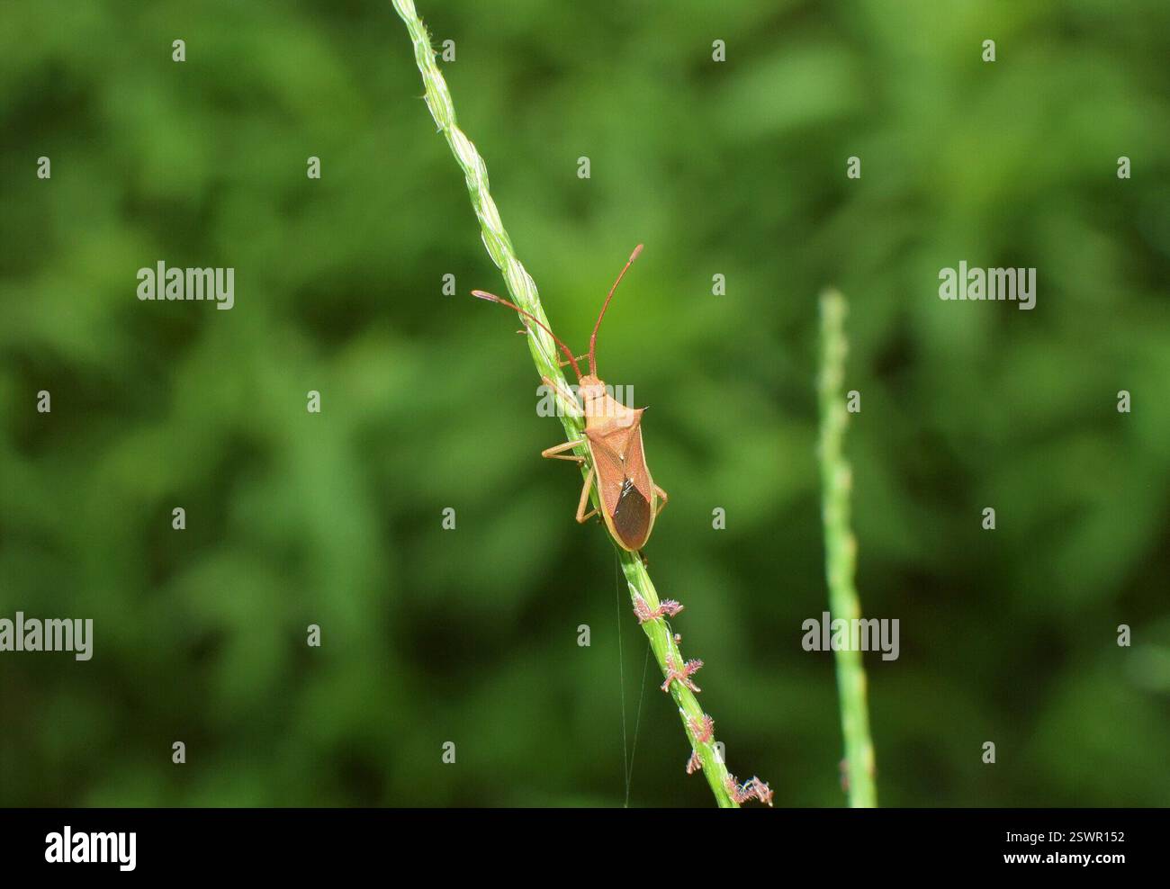 Cletus punctiger hi-res stock photography and images - Alamy