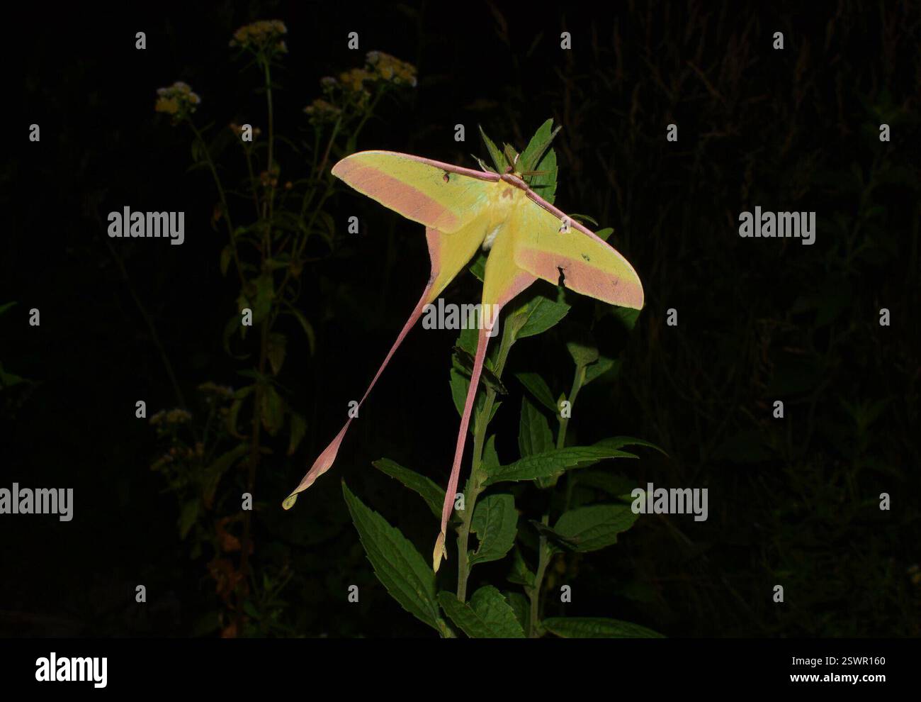 Chinese Moon Moth (Actias dubernardi), Insecta, 中国浙江省杭州市临安区 Stock Photo ...