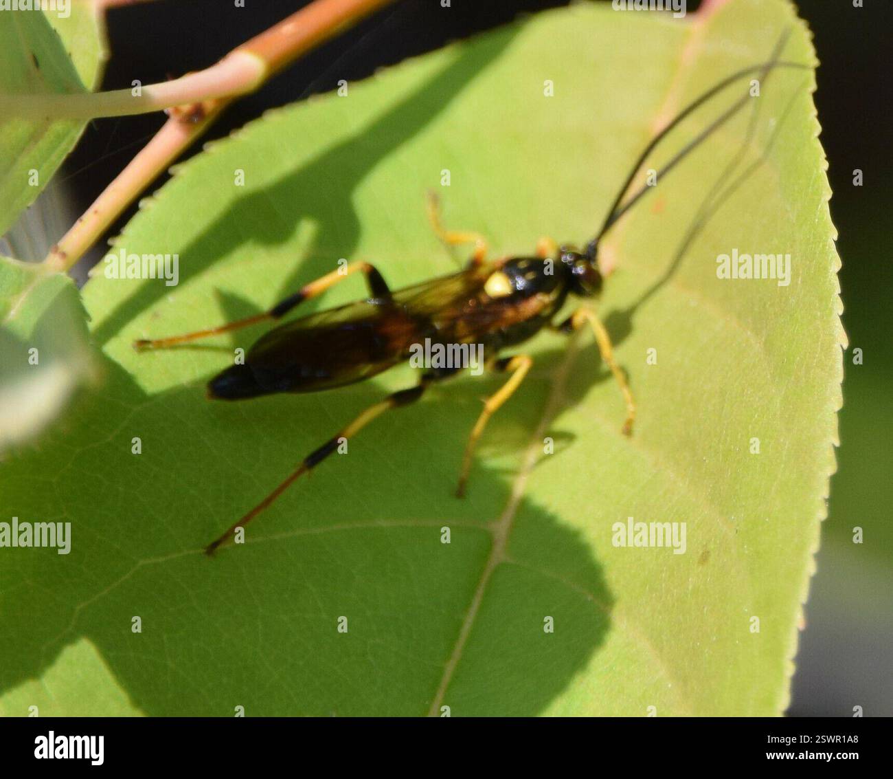 (Ichneumonina), Insecta, Powerview, Powerview-Pine Falls, MB, Canada ...