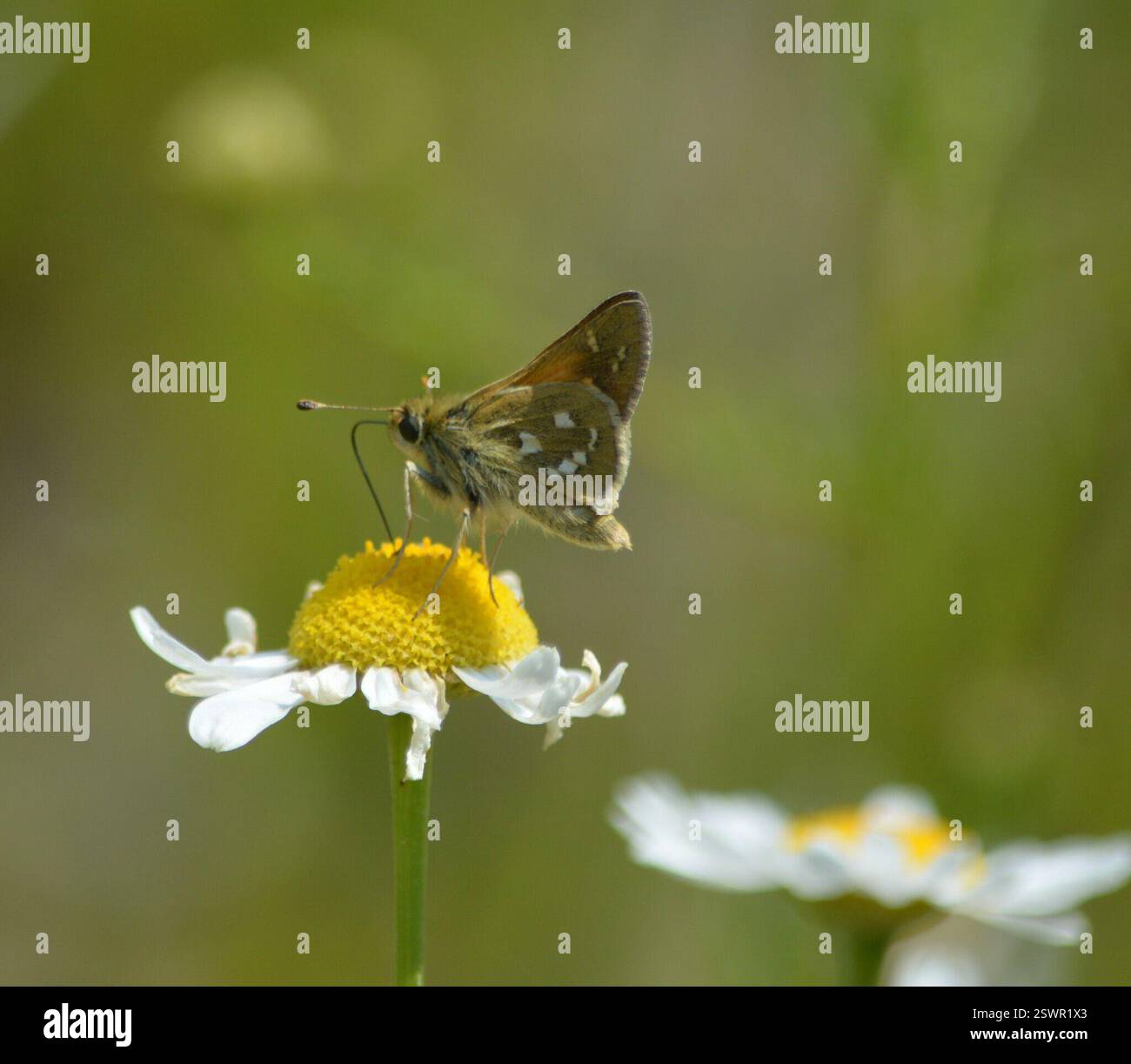 Western Branded Skipper (Hesperia colorado), Insecta, Black Mine Rd ...